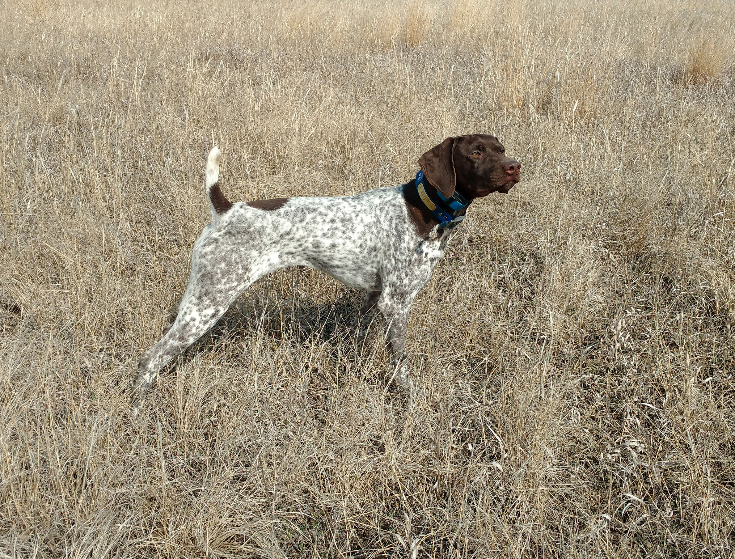 Puppies | Sundance Kennels - Pet Boarding, German Shorthair Pointers ...